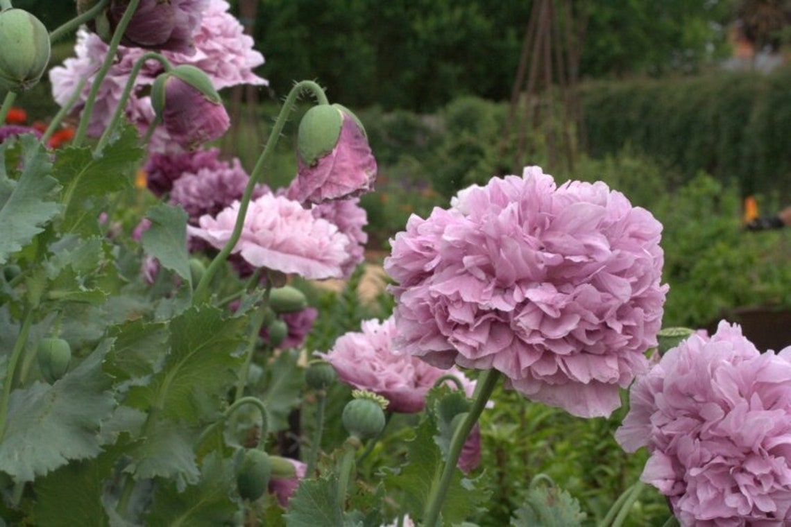 50 Seeds Lilac Peony Poppy Somniferum Papaver - Etsy UK