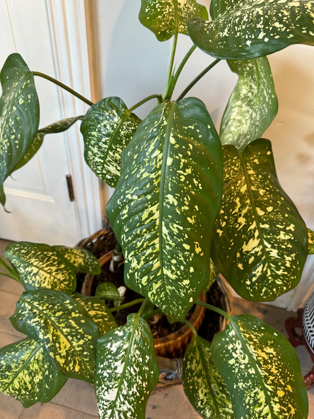 Leopard Lily (dieffenbachia ) Plant - Etsy