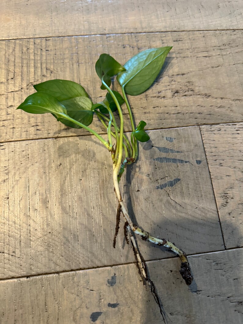 Pothos Plant Cutting - Etsy