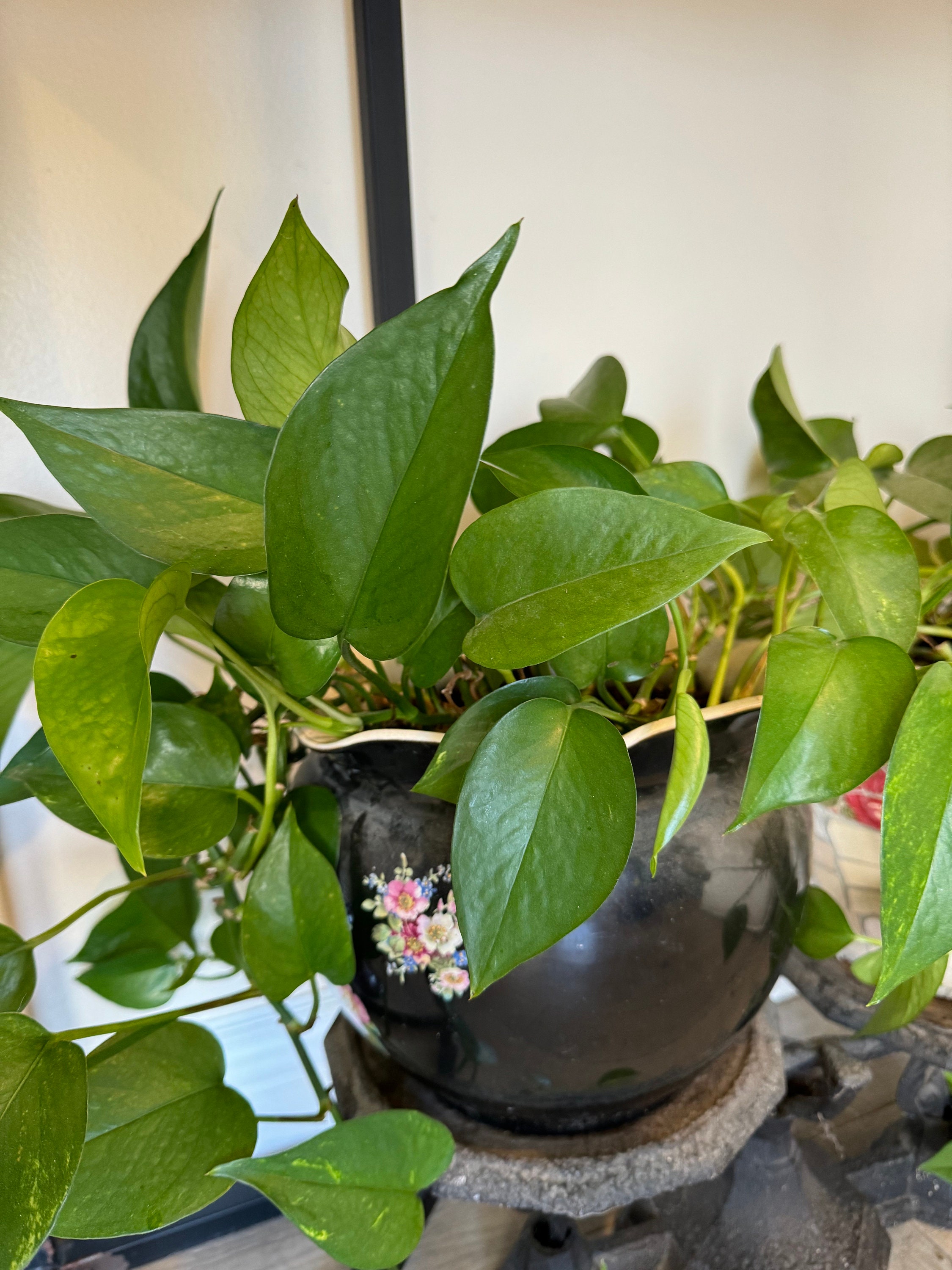Pothos Plant Cutting - Etsy