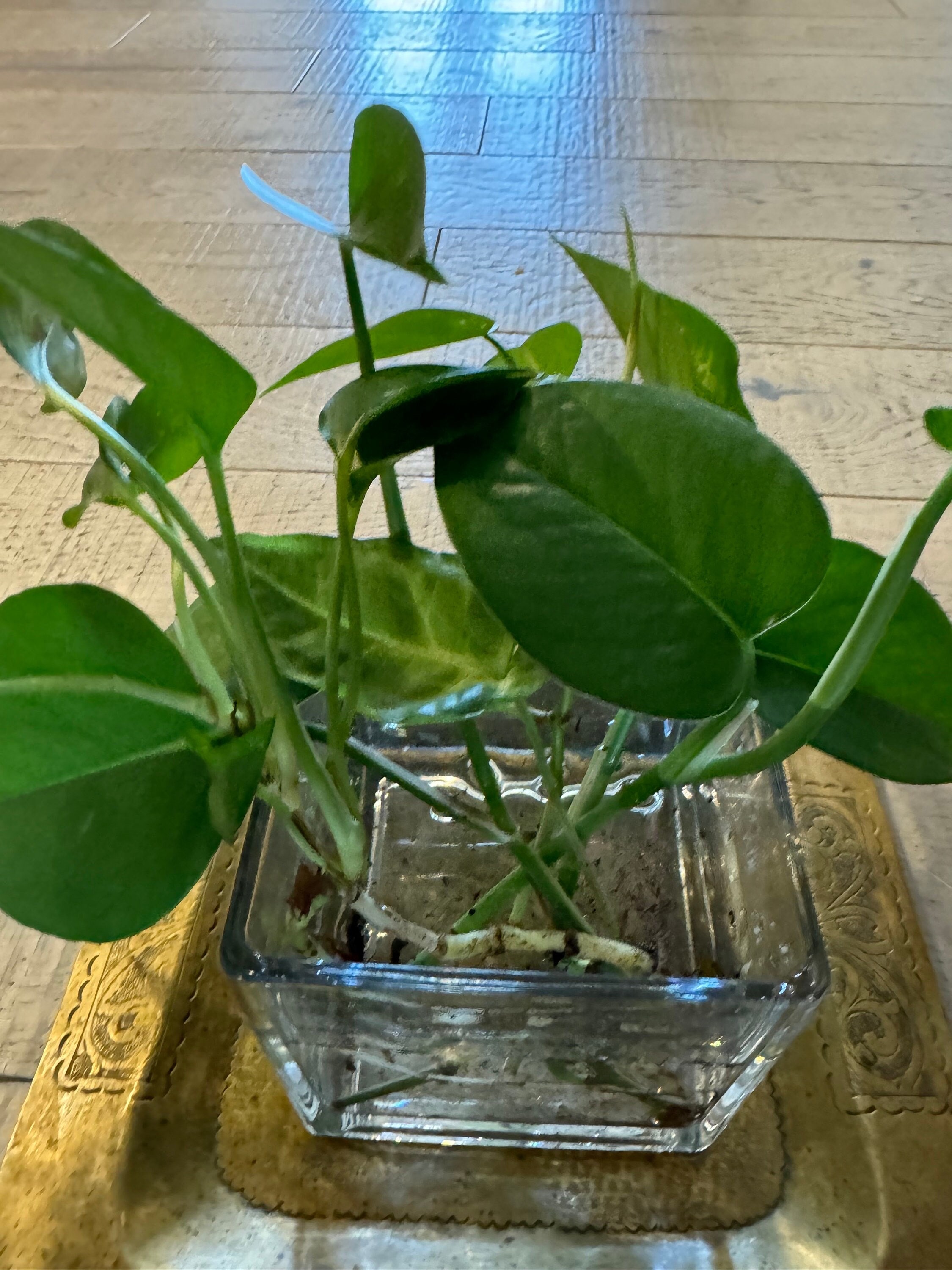 Pothos Plant Cutting - Etsy