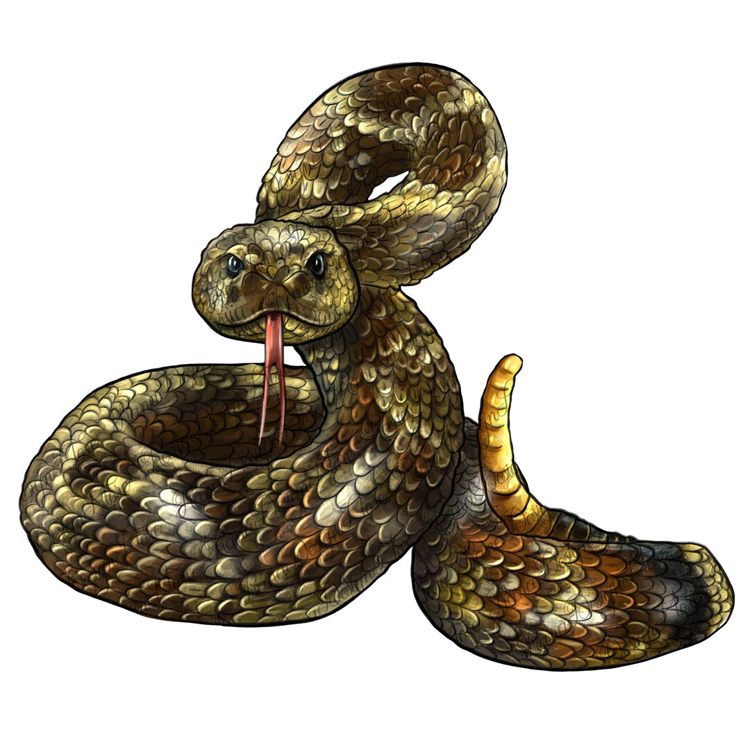 Rattlesnake Png Sublimation Design, Hand Drawn Rattlesnake Png ...