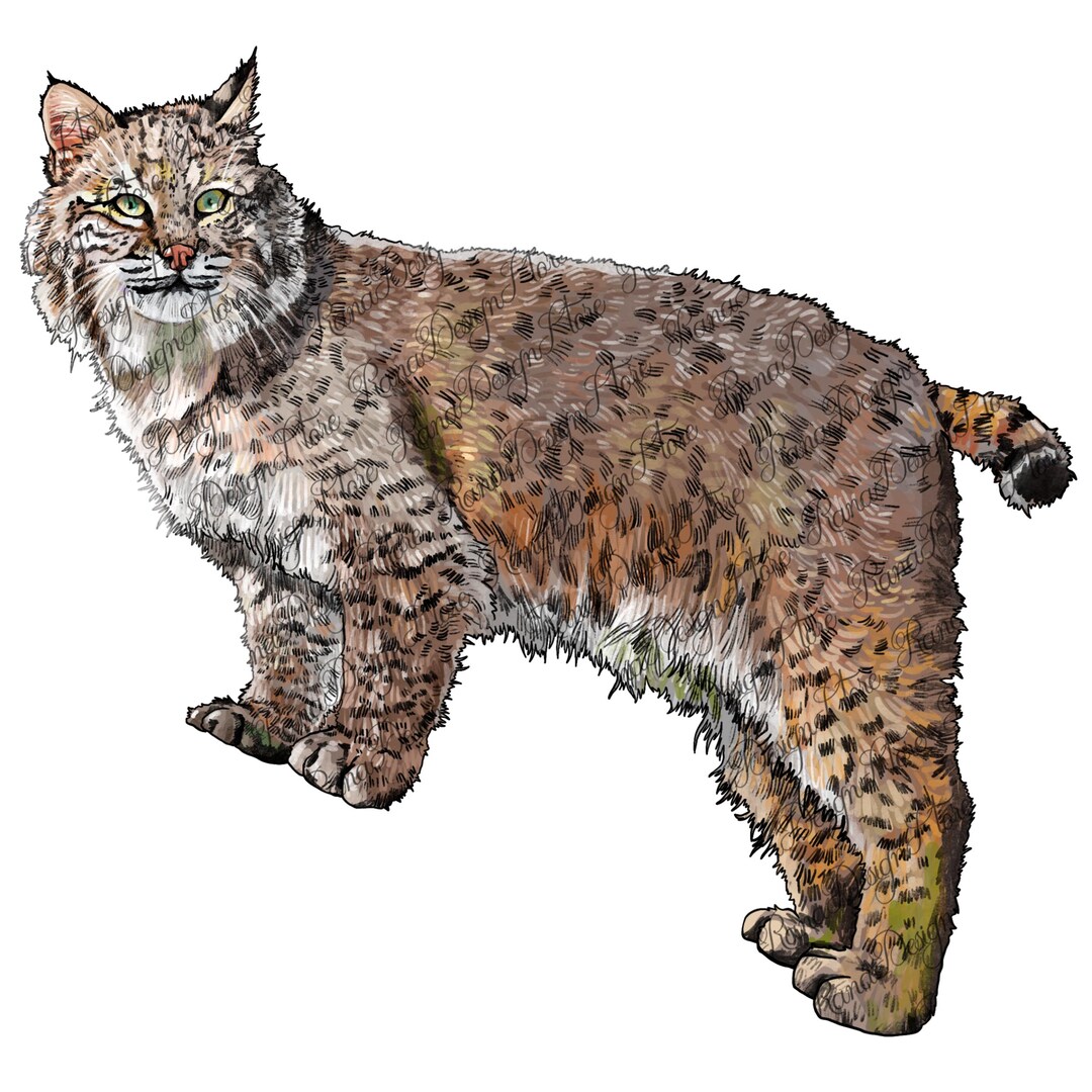 Bobcat Png Sublimation Design, Hand Drawn Bobcat Png, Bobcat Clipart ...