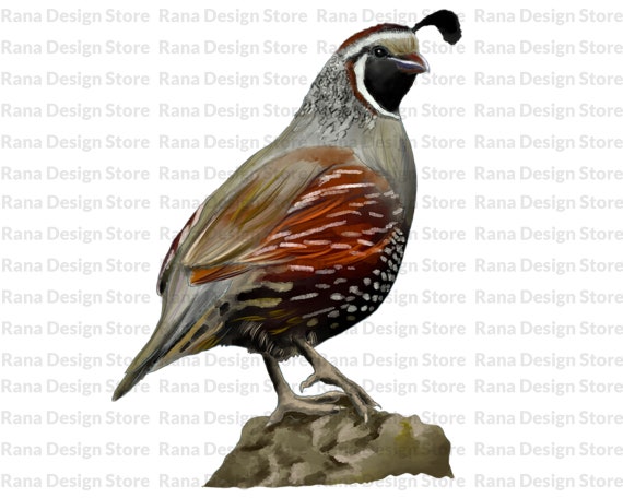 Indian Quail Bird