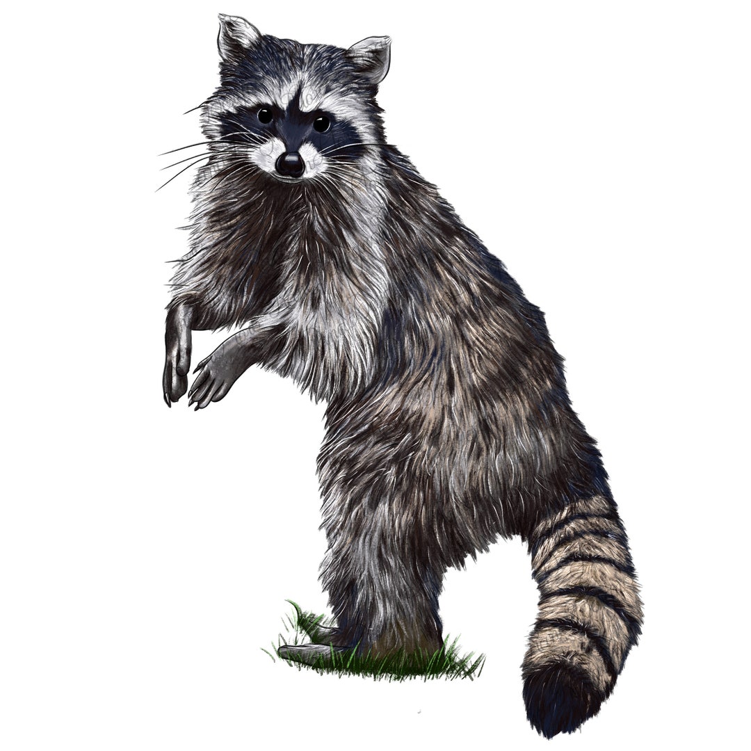 Raccoon Png Sublimation Design, Hand Drawing Raccoon Png, Feral Png, Raccoon Clipart Png, Funny ...