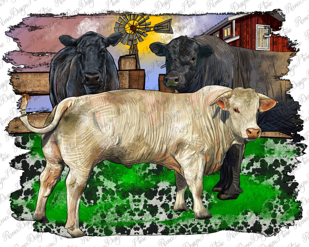Charolais Bull Black Angus Cattle and Bull With Barnyard and Cowhide ...