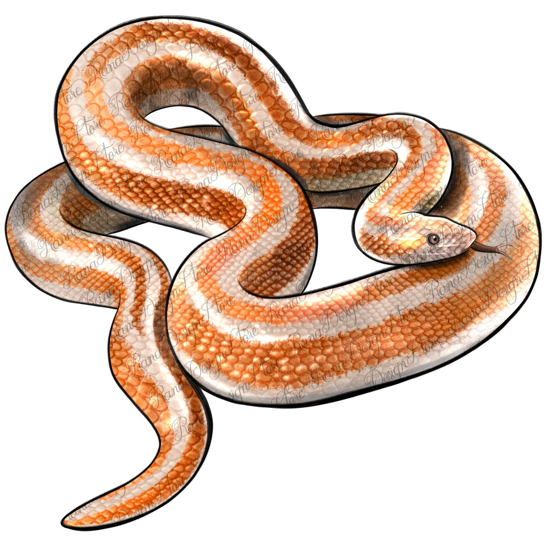 Rosy Boa Snake Png Sublimation Design, Boa Snake Png, Boa Portrait Png ...
