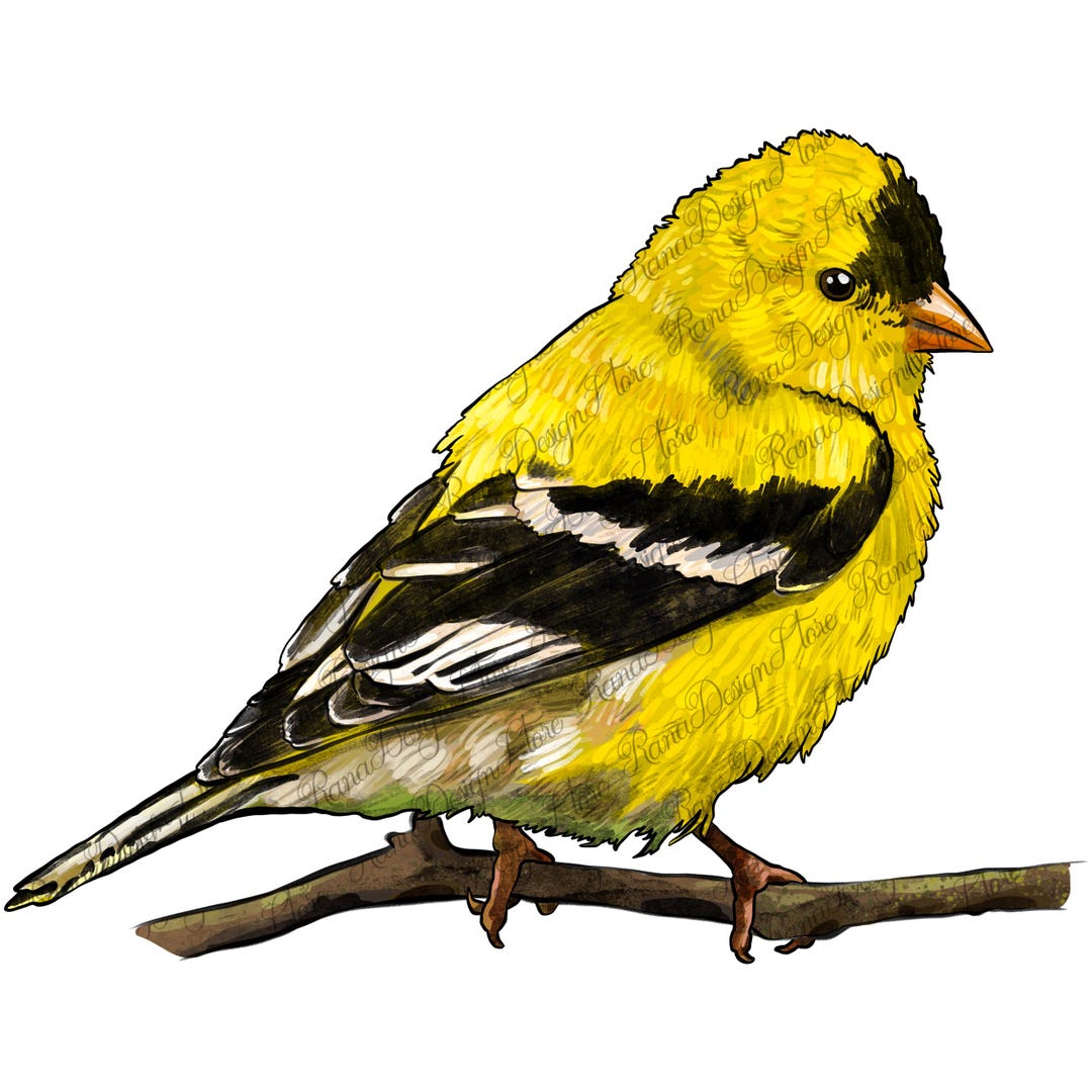 Eastern Goldfinch Png Sublimation Design Download, Bird Png, Spring ...