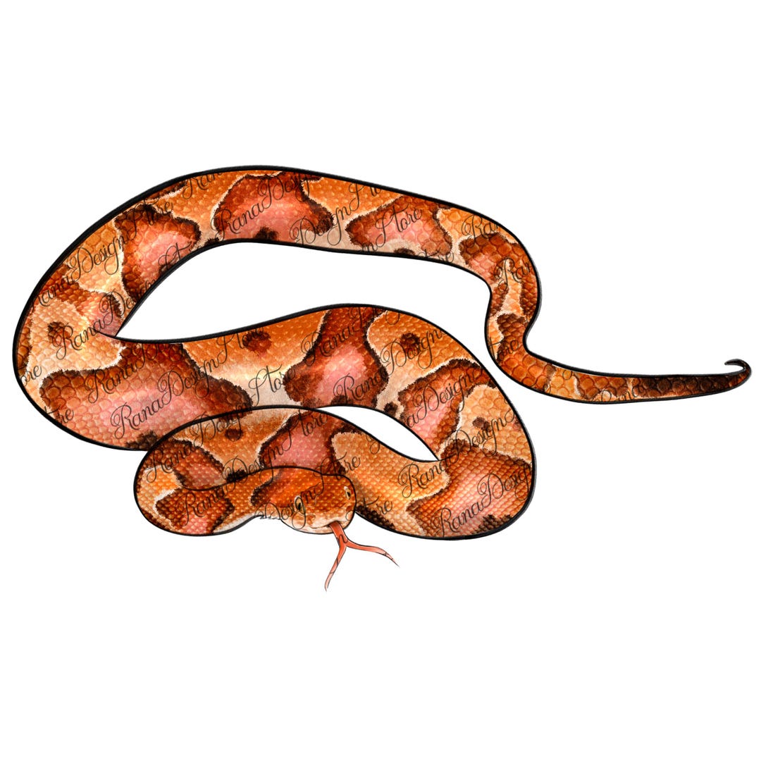 Copperhead Snake Png Sublimation Design, Copperhead Png, Hand Drawn ...