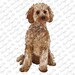 Cockapoo Portrait Png Sublimation Design, Western Cockapoo Png ...