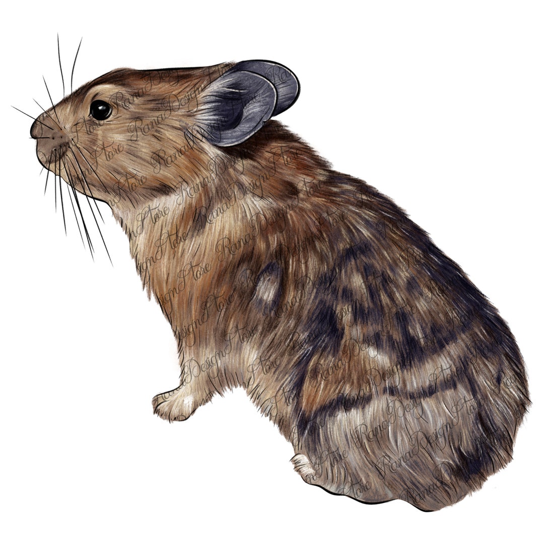 Pika Png Sublimation Design, Cute Pika Png, Pika Lover Png, Animal ...