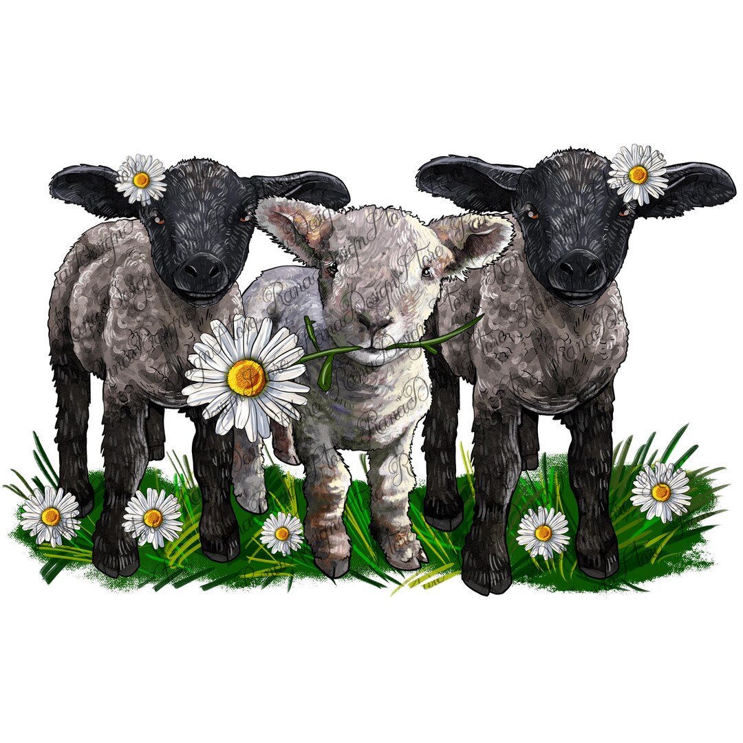 Baby Sheeps With Daisies Png Sublimation Design, Baby Sheep Png, Sheep ...