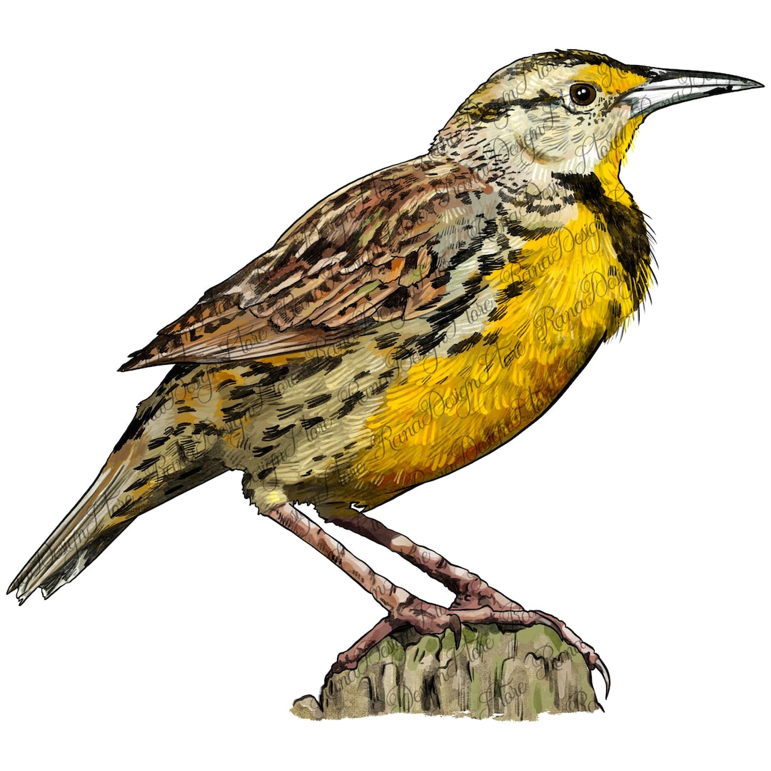 Western Meadowlark Png Sublimation Design, Hand Drawn Bird Png, Bird ...