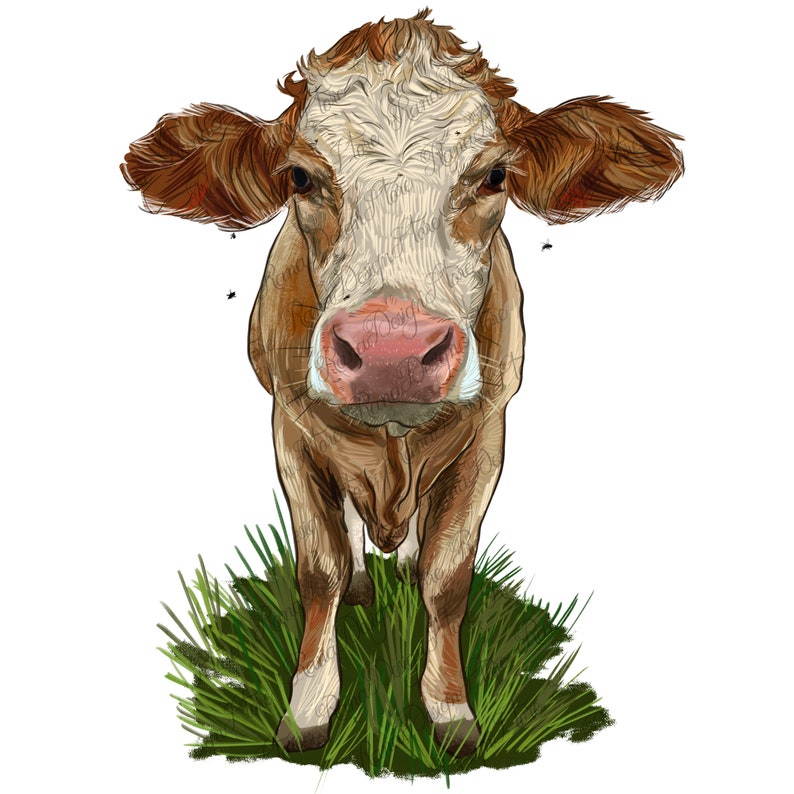 Simmental Heifer Png Sublimate Designs Download, Western Heifer Png ...