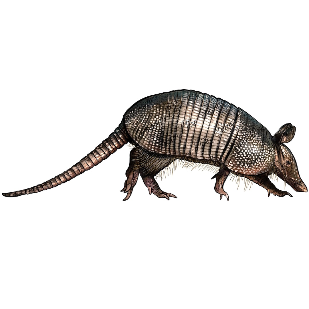 Armadillo Png Sublimation Design, Armadillo Png, Armadillo Clipart, Animal Designs Png, Wildlife ...