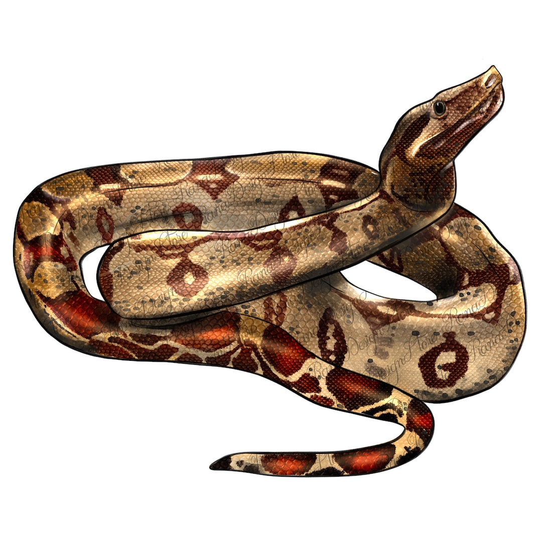 Red Tail Boa Snake Png Sublimation Design, Boa Snake Png, Boa Portrait ...
