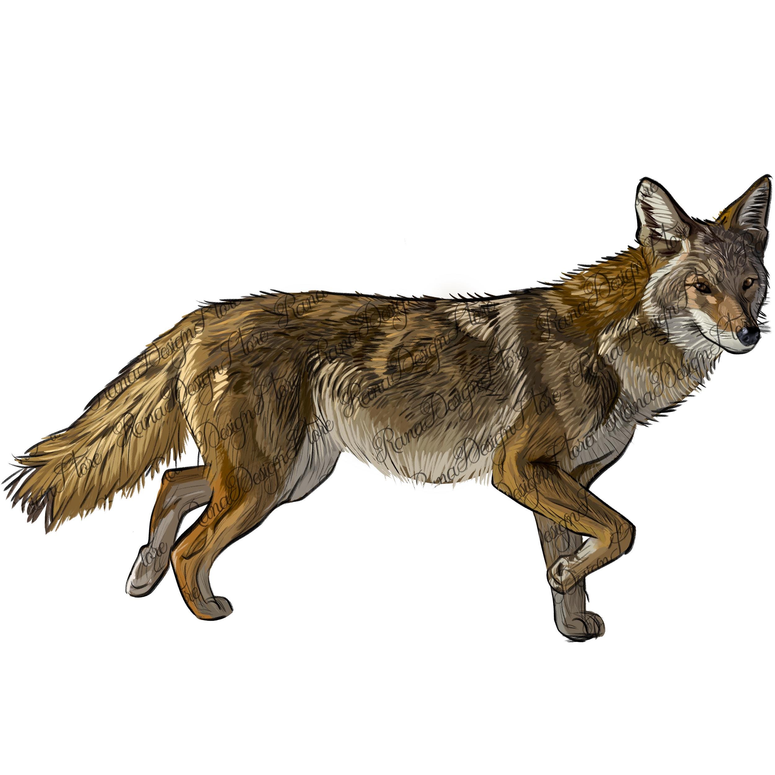 Coyote Png Sublimation Design Download, Coyote Portrait Png, Woodland ...