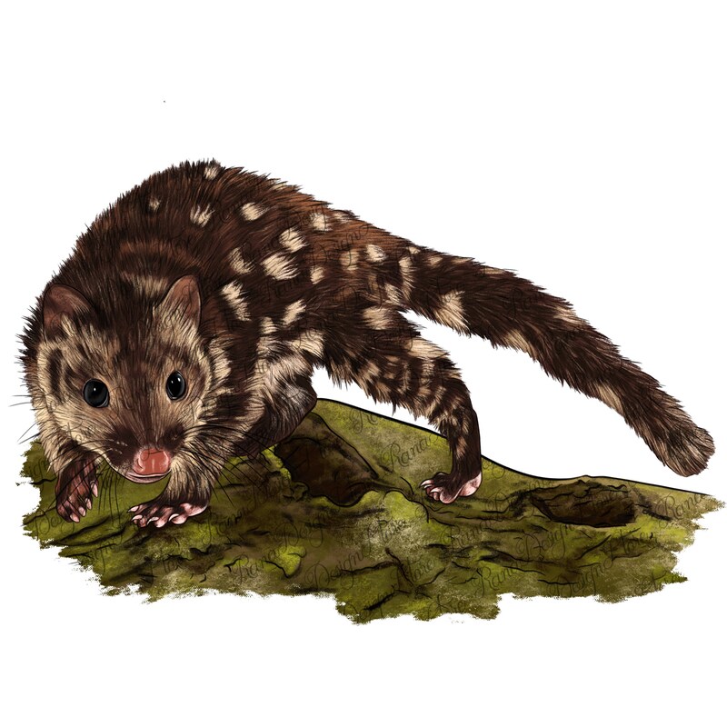 Quoll - Etsy