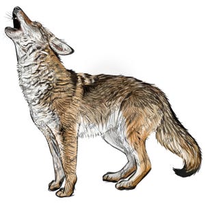 Howling Coyote Png Sublimation Design Download, Coyote Portrait Png ...