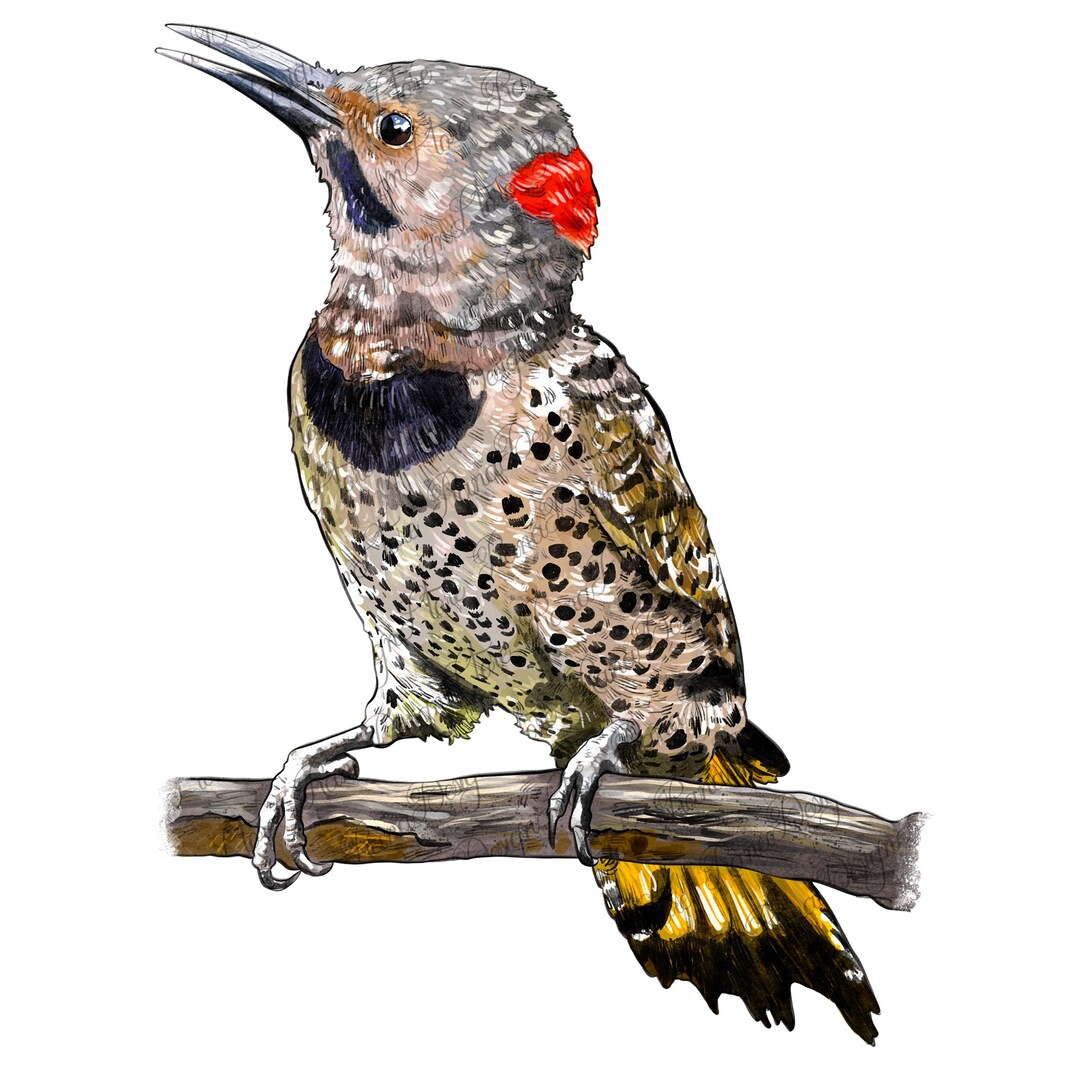 Yellowhammer Aka Northern Flicker Png Sublimation Design, Hand Drawn ...