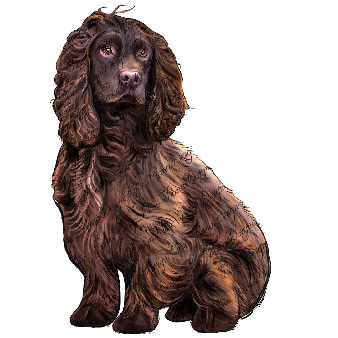 Boykin Spaniel Dog Png Sublimation Design Download, Funny Dog Png, Cute ...