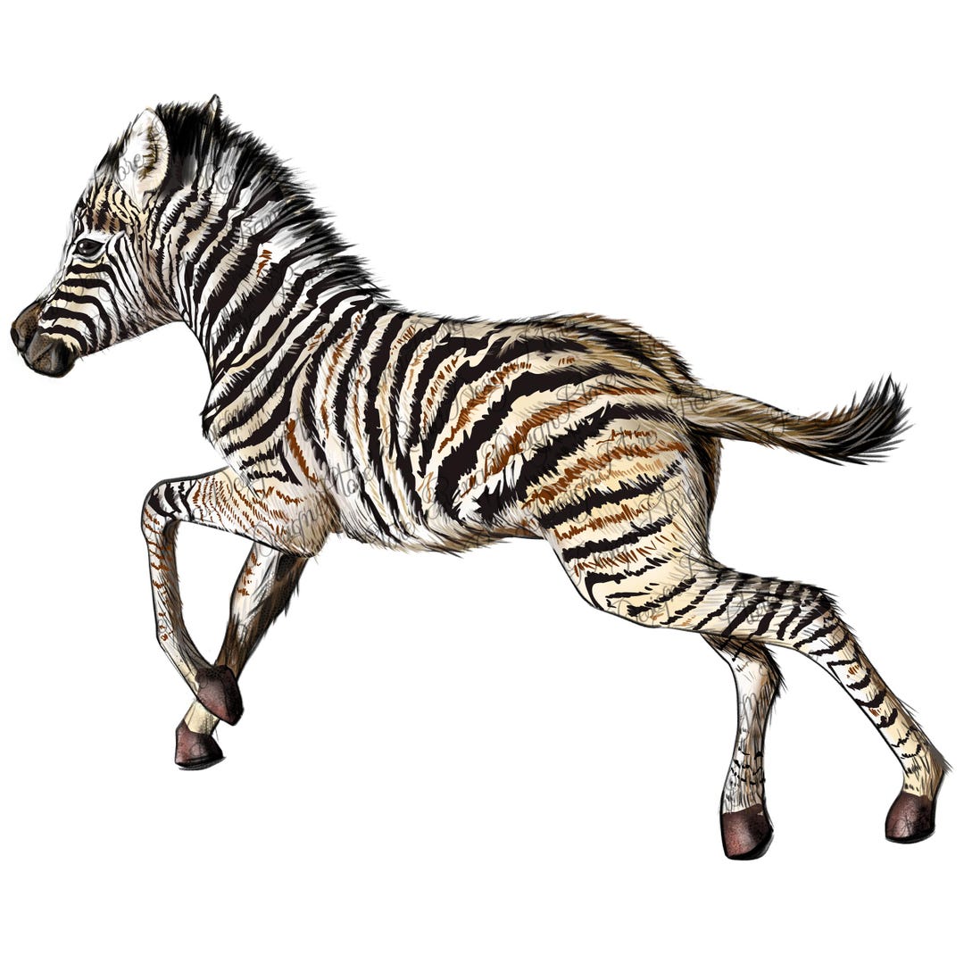 Baby Zebra Png Sublimation Design, Hand Drawn Zebra Png, Zebra Clipart ...