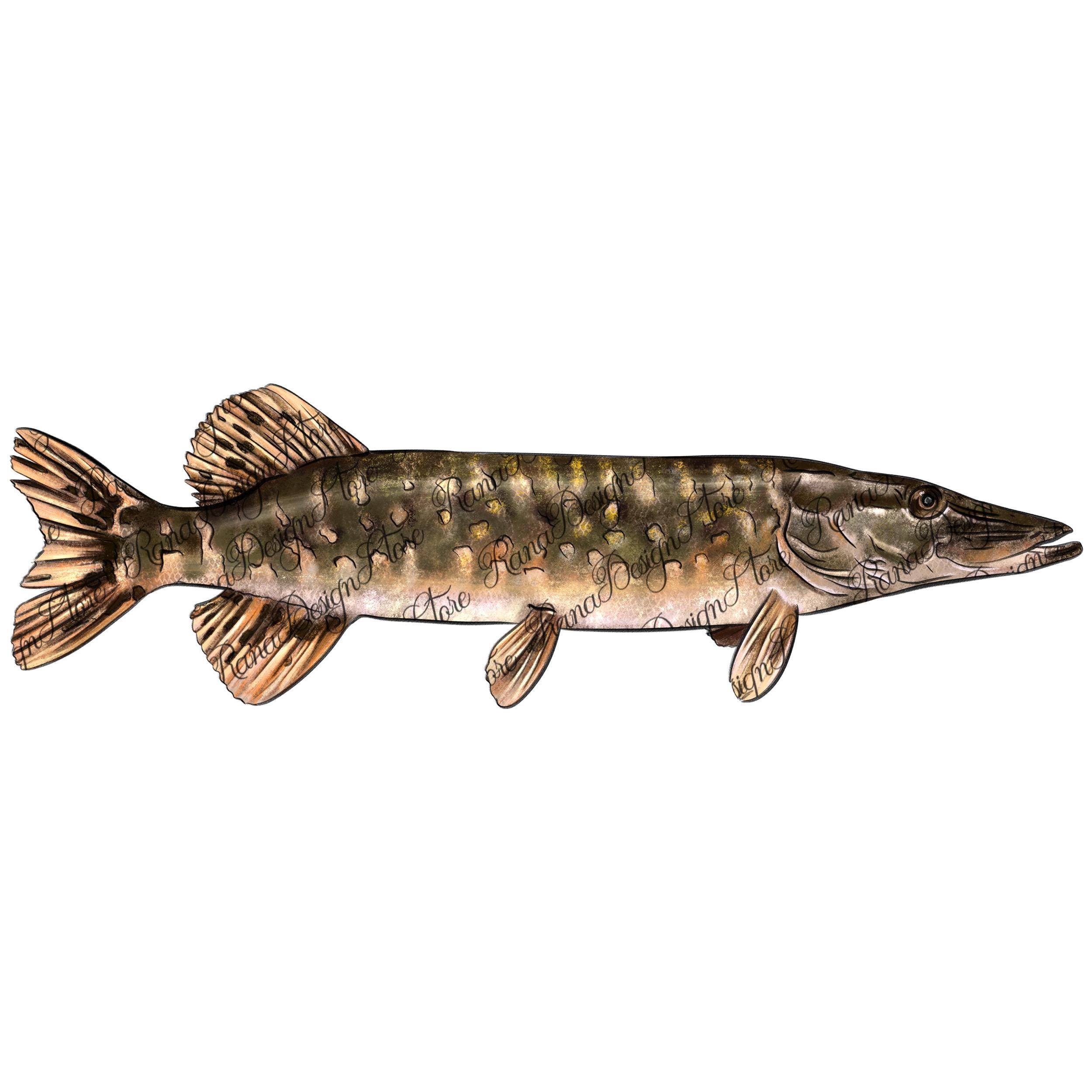 Northern Pike Png Sublimation Design, Fishing Png, Hand Drawn Fish Png ...