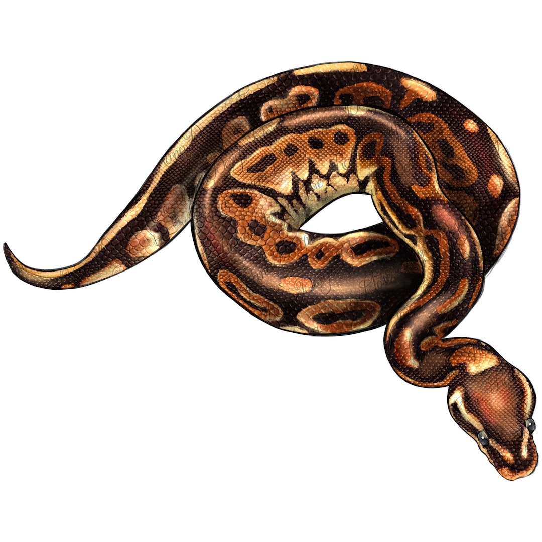 Royal Ball Python Png Sublimation Design, Ball Python Png, Snake ...