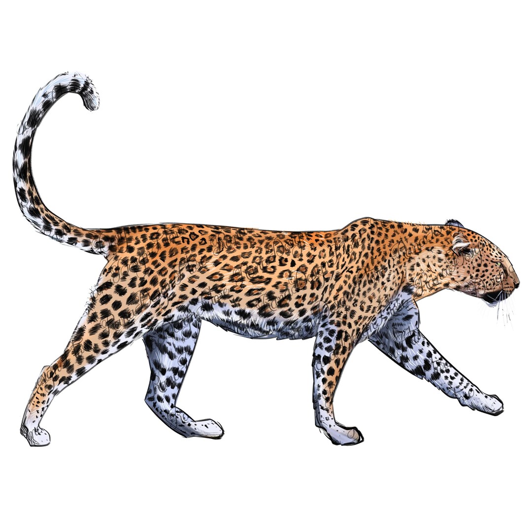 Leopard Png Sublimation Design, Hand Drawn Leopard Png, Leopard Clipart ...