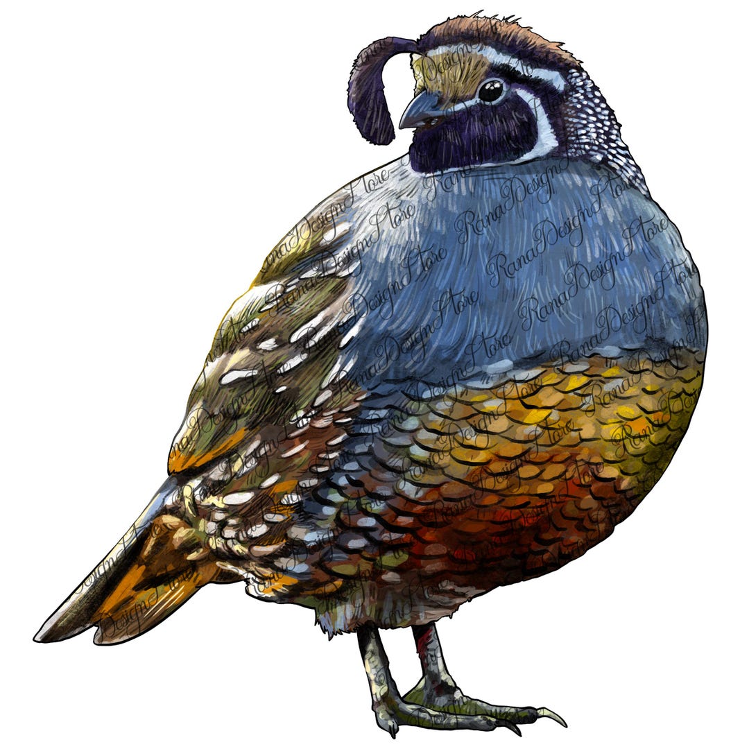 California Quail Png Sublimation Design Download, Quail Bird Png ...