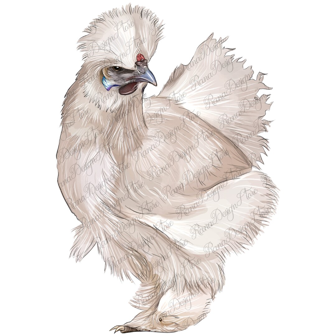 Silkie Chicken Png Sublimation Design, Animal Png, Bird Png, Chicken ...