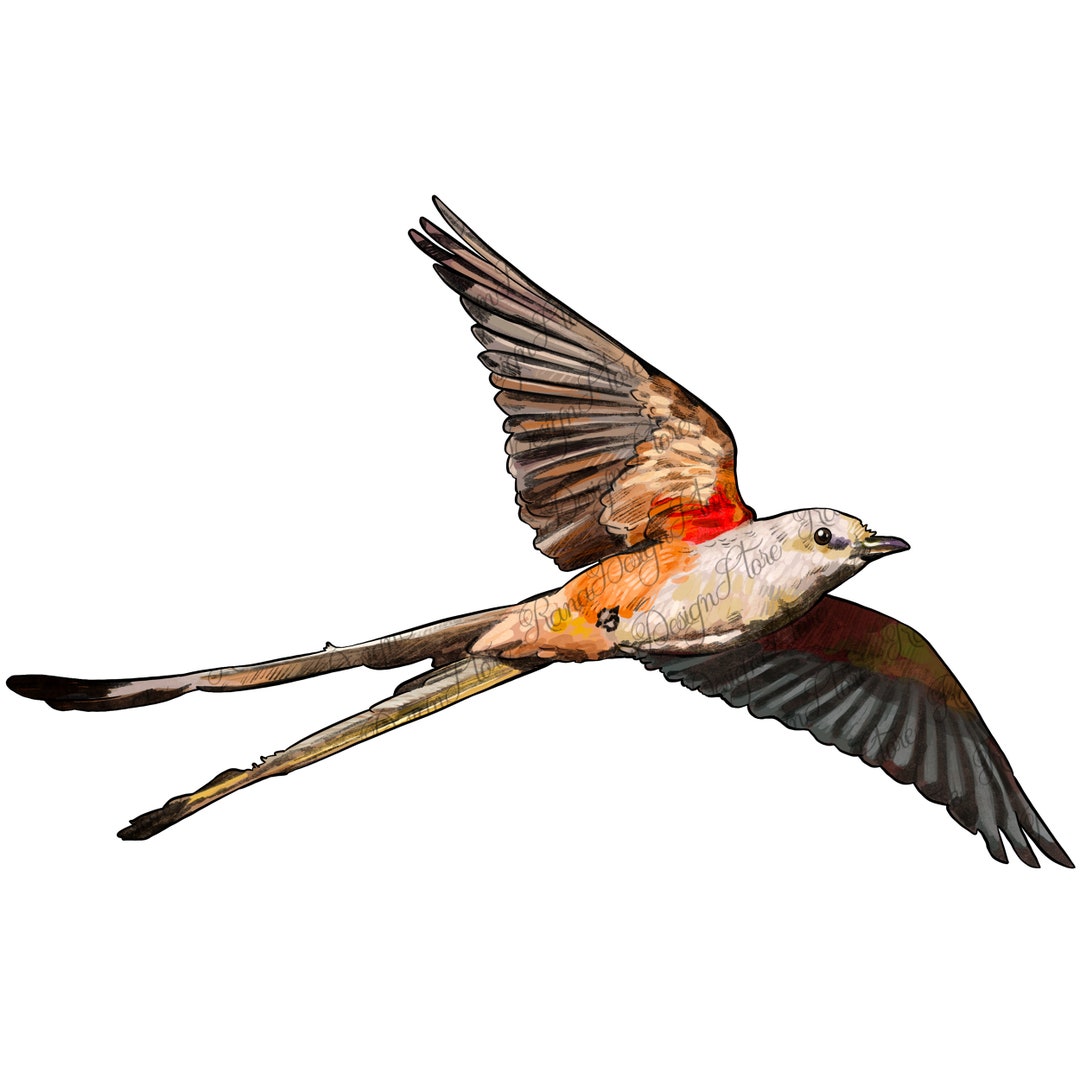 Scissor Tailed Flycatcher Png Sublimation Design, Flycatcher Png, Bird Png, Bird Mom Png, Bird ...