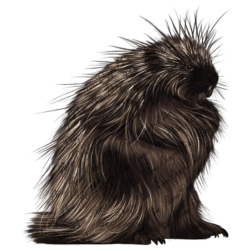 Porcupine Art - Etsy
