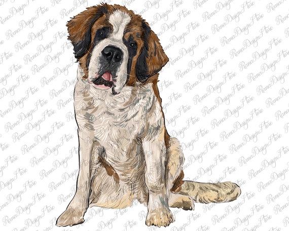 Saint Bernard Png Sublimation Design Saint Bernard Png St. | Etsy