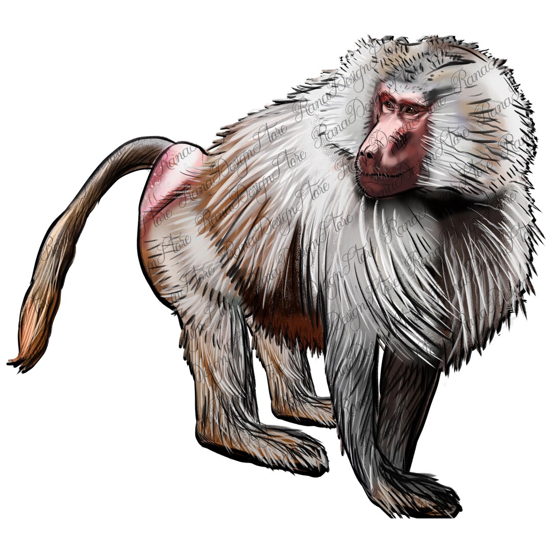 Baboon Png Sublimation Design Download, Hand Drawn Baboon Png, Monkey ...