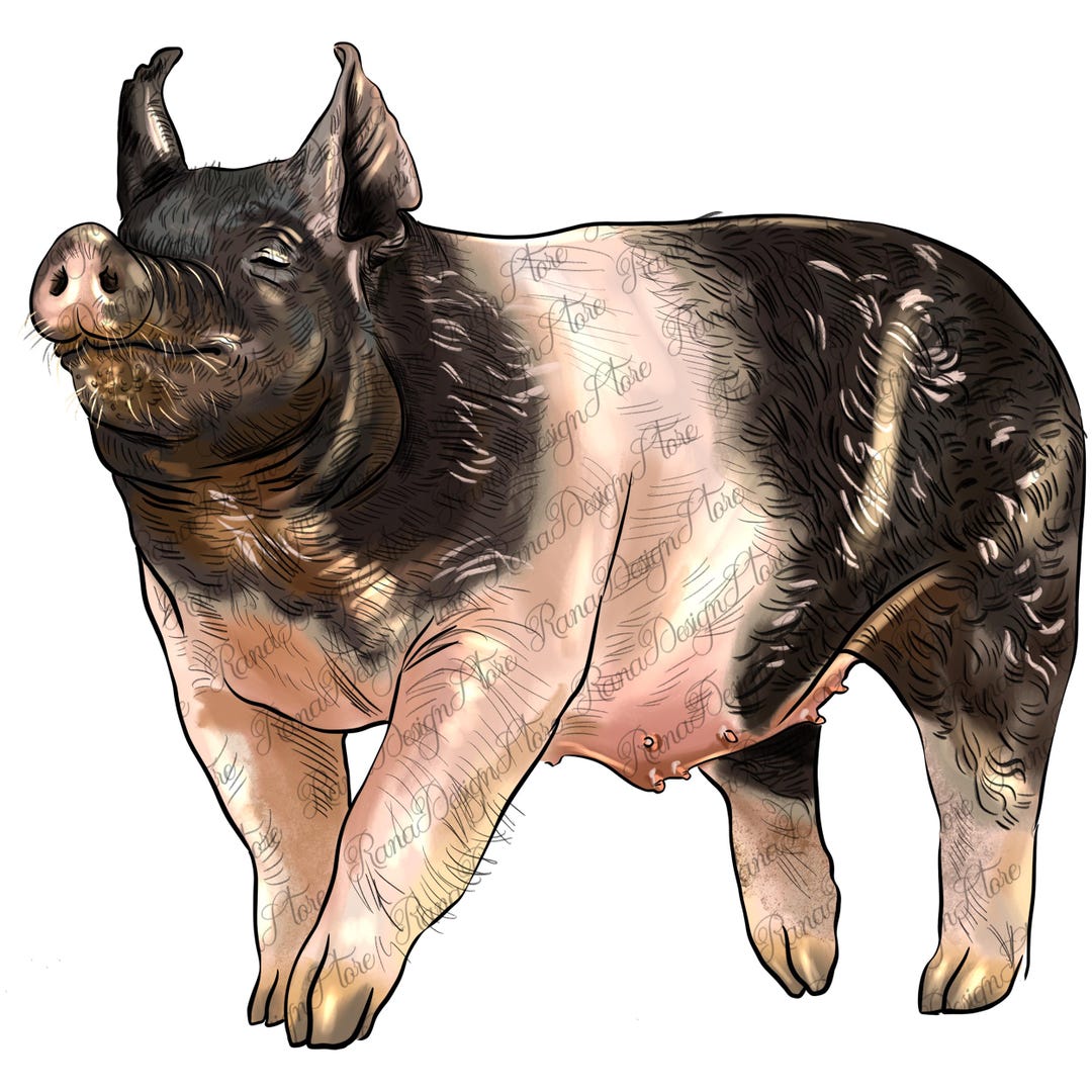 Hampshire Pig Png Sublimation Design Download, Farm Animals Png, Pig ...