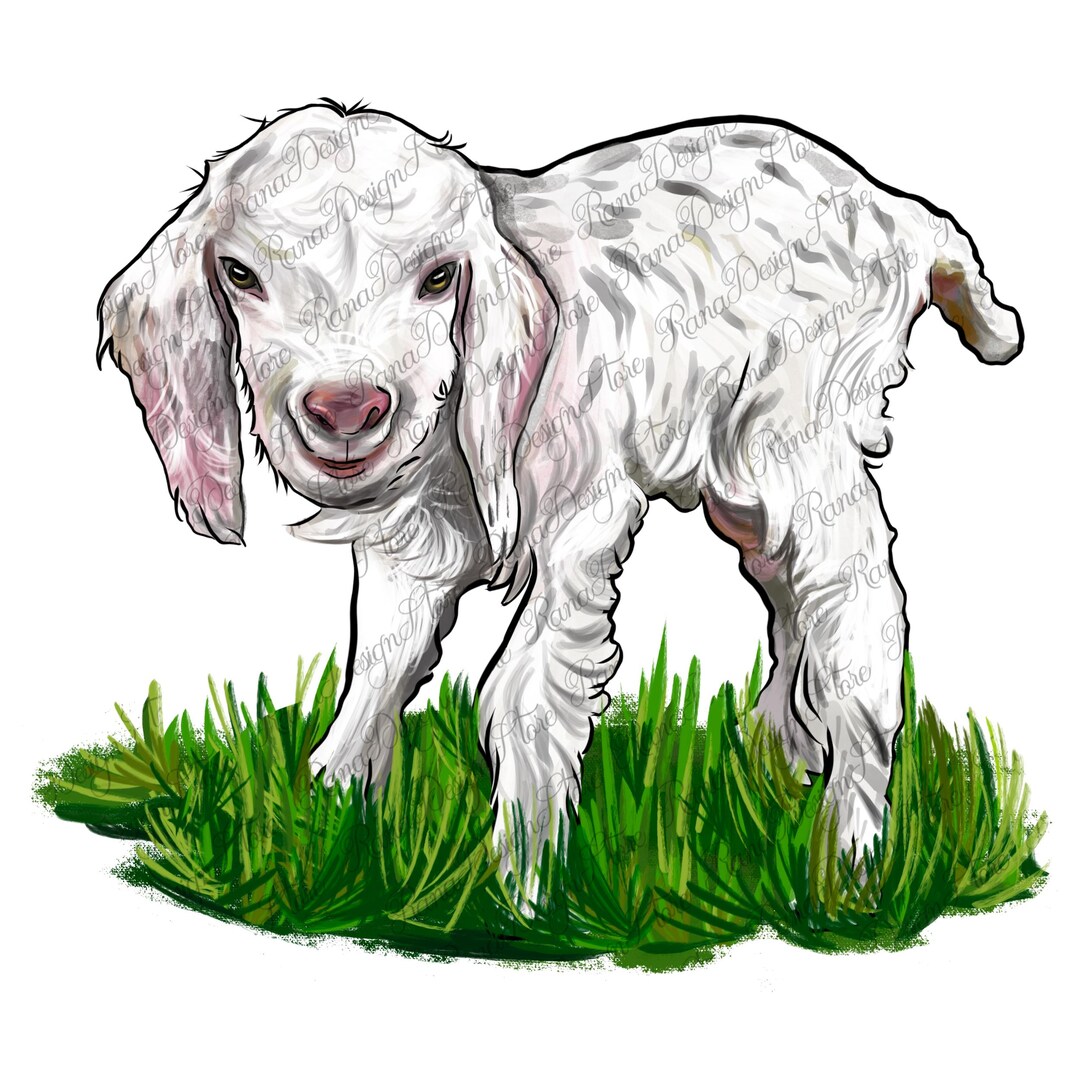 Baby Angora Goat Png Sublimation Design Download, Goat Png, Farm ...