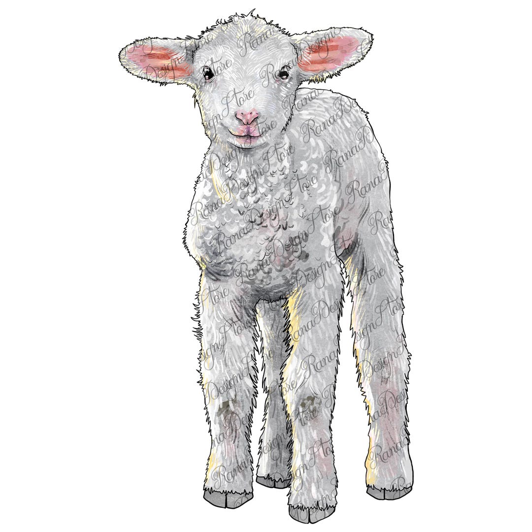 Merino Wool Baby Sheep Png Sublimation Design, Sheep Clipart, Sheep Png ...