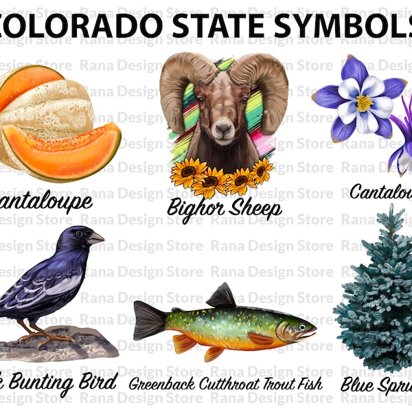 Colorado Blue Spruce - Etsy