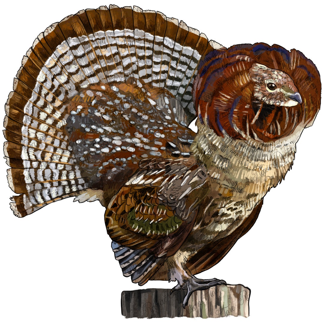 Ruffed Grouse Png Sublimation Design, Bird Hunting Png, Animal Png ...