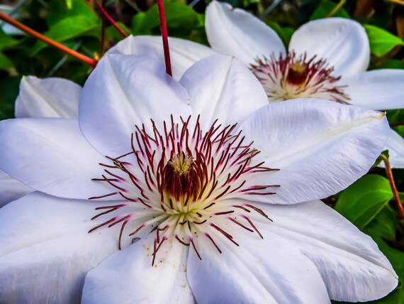 White Clematis Clematis Flower Flowers Colorado White | Etsy