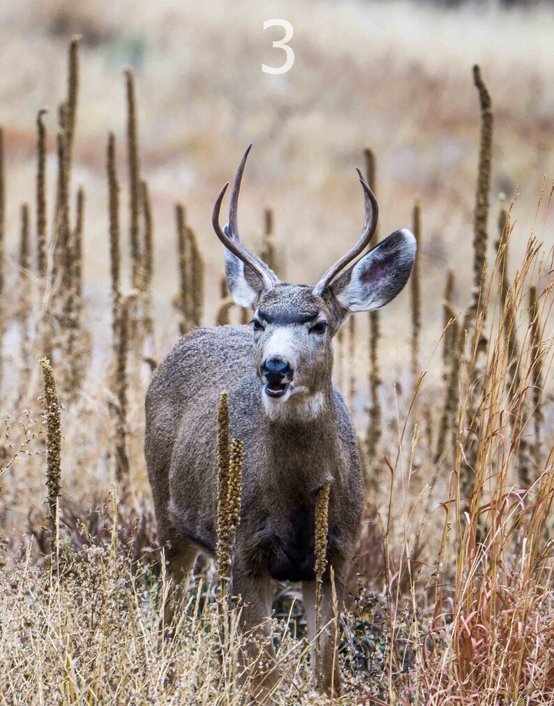 Mule Deer Collection, Mule Deer, Colorado, Roxborough State Park, Front ...