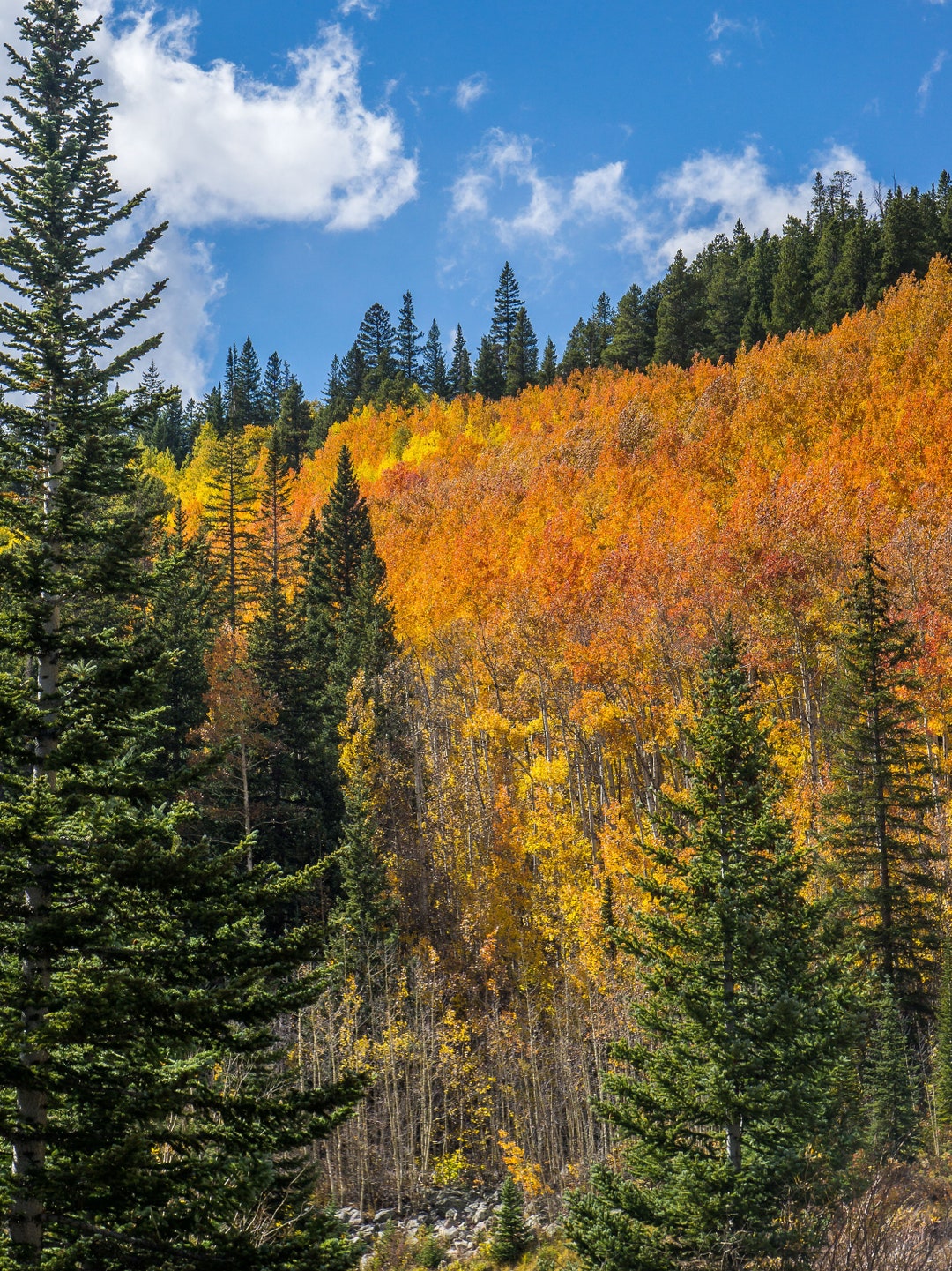 Cottonwood Pass, Colorado, Aspens, Fall Colors, Fall, Blue Sky, Fall ...