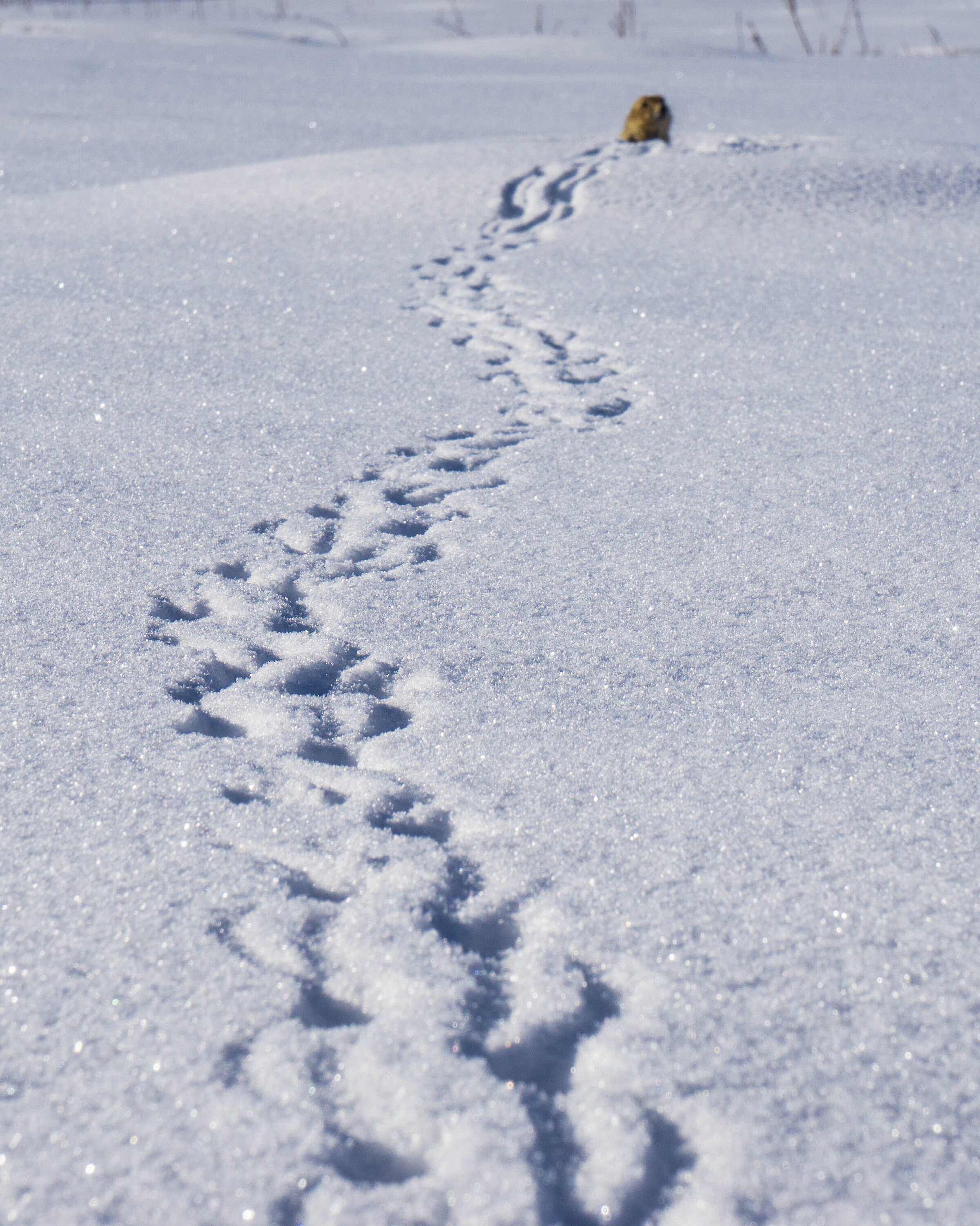 Colorado Prairie Dog Snow Footprints Trail Mammal - Etsy UK
