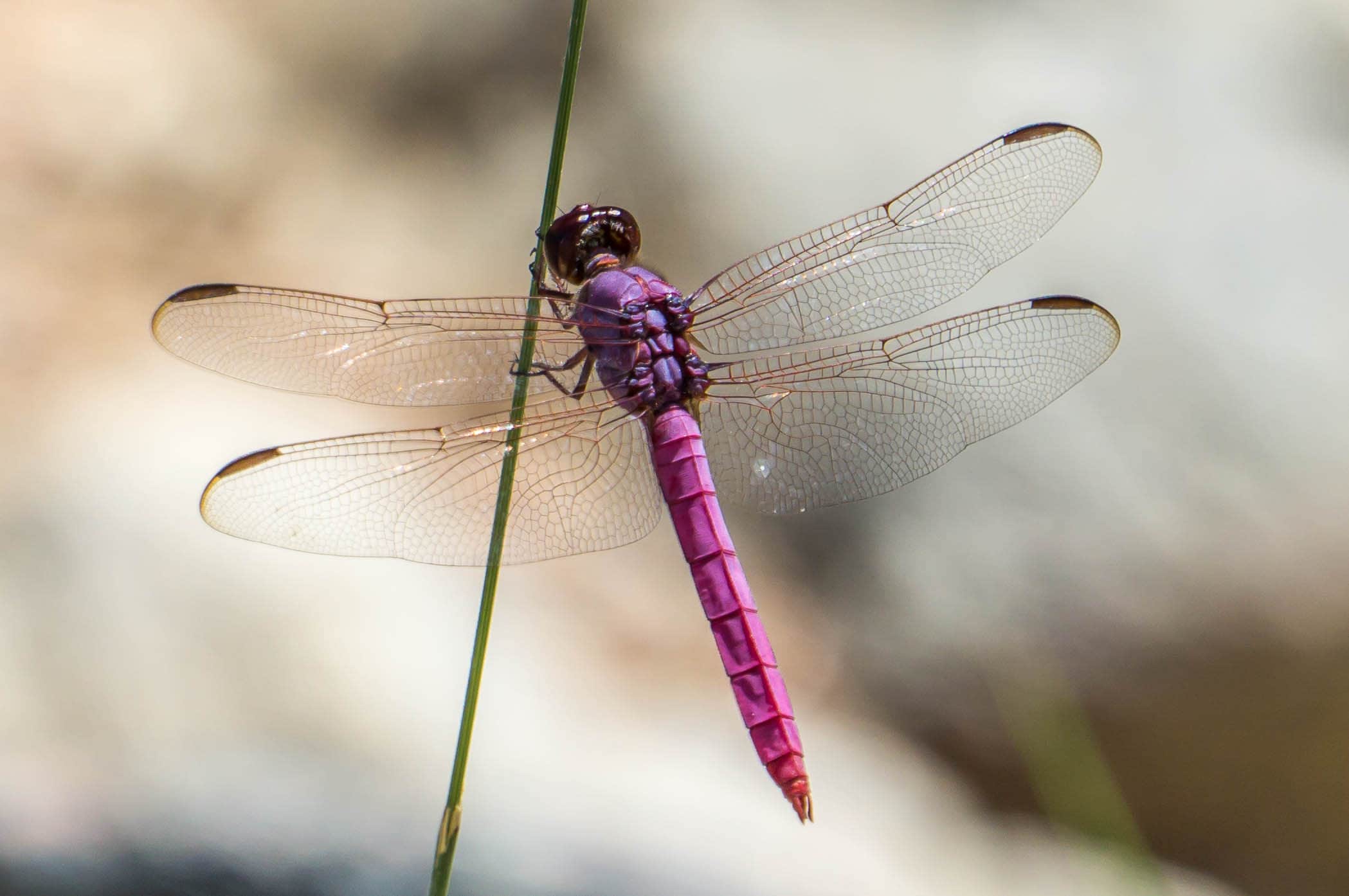 Roseate Skimmer, Dragonfly, Odonate, Colorful, Purple, Nature, Insect ...