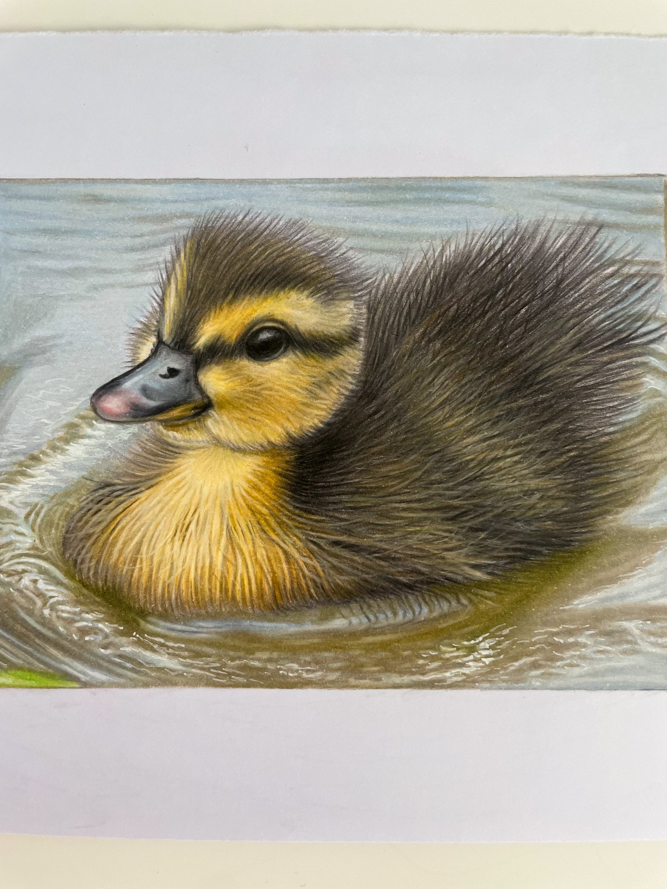Duck In Water Drawing