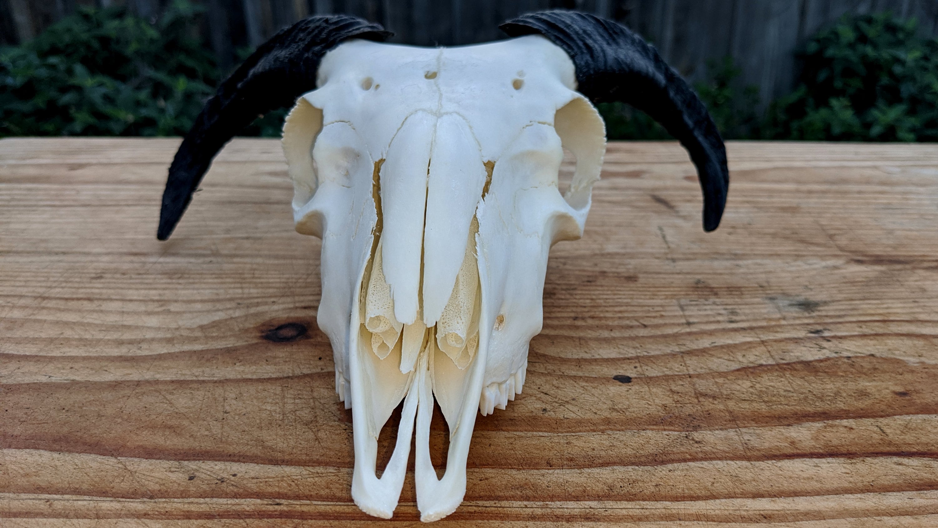 Sheep Skull Wiltshire Horn Black Horns Real Skull - Etsy Australia