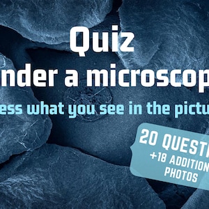 Quiz "under a Microscope" - Can You Guess What's in the Picture ...