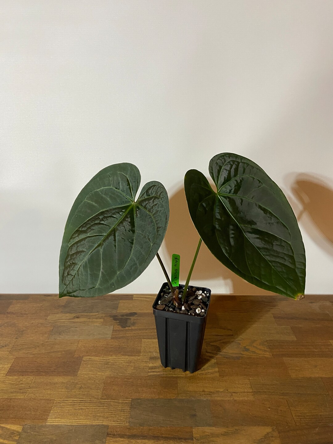 Anthurium 'silver Blush' X Luxurians - Etsy