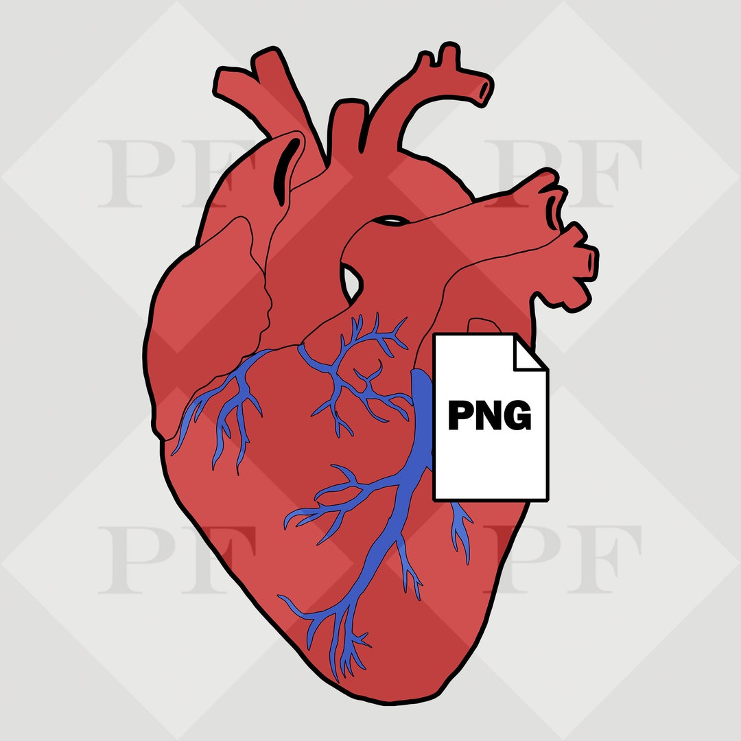 Anatomic Heart Bundle Pngs - Etsy